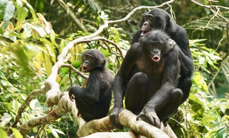 Los humanos no somos los únicos primates que cooperan entre grupos ...