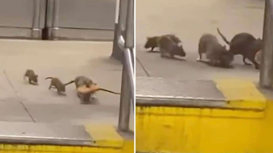 Peligroso veneno para ratas se vende en las calles de Washington ...
